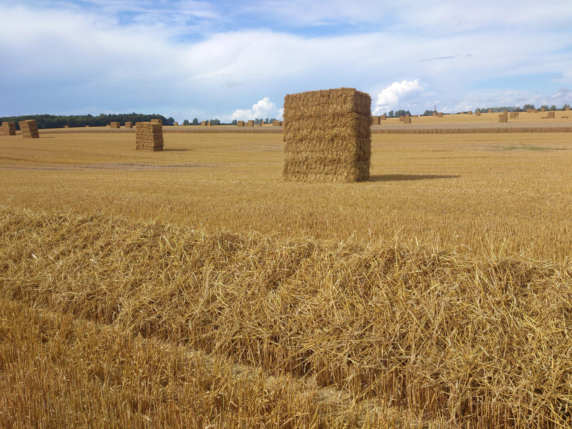 Biomasse | Gebäudetechnik | Erneuerbare Energien | Baunetz_Wissen