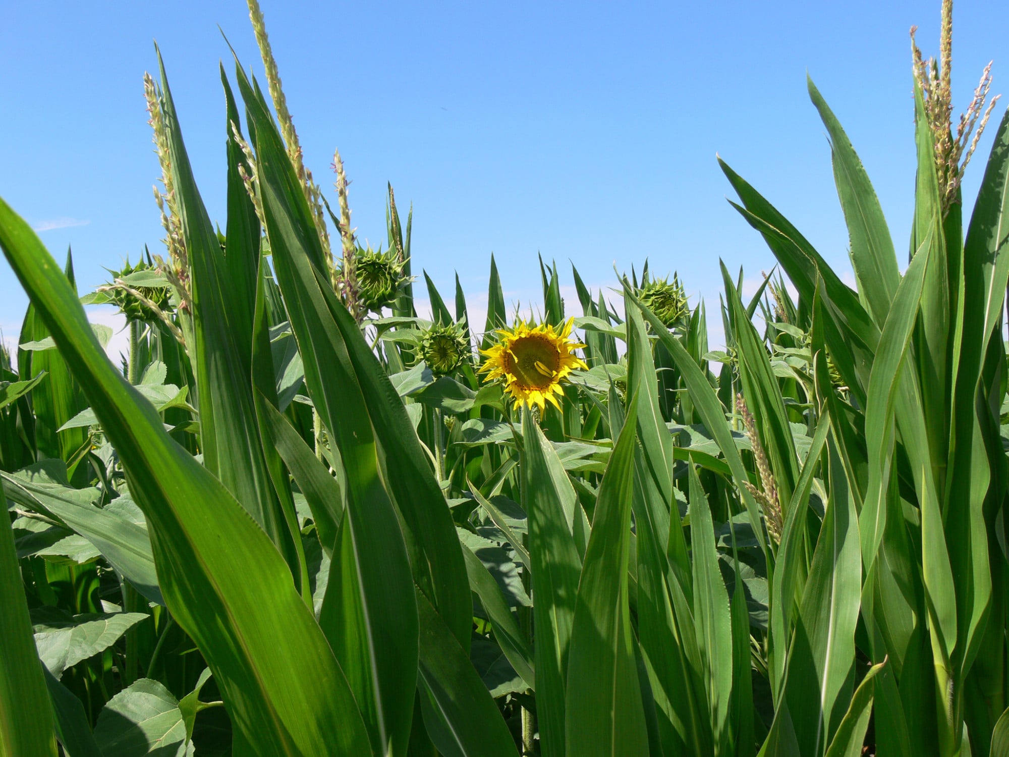 Gebäudeenergiegesetz (GEG) | Gebäudetechnik | Regelwerke | BauNetz Wissen