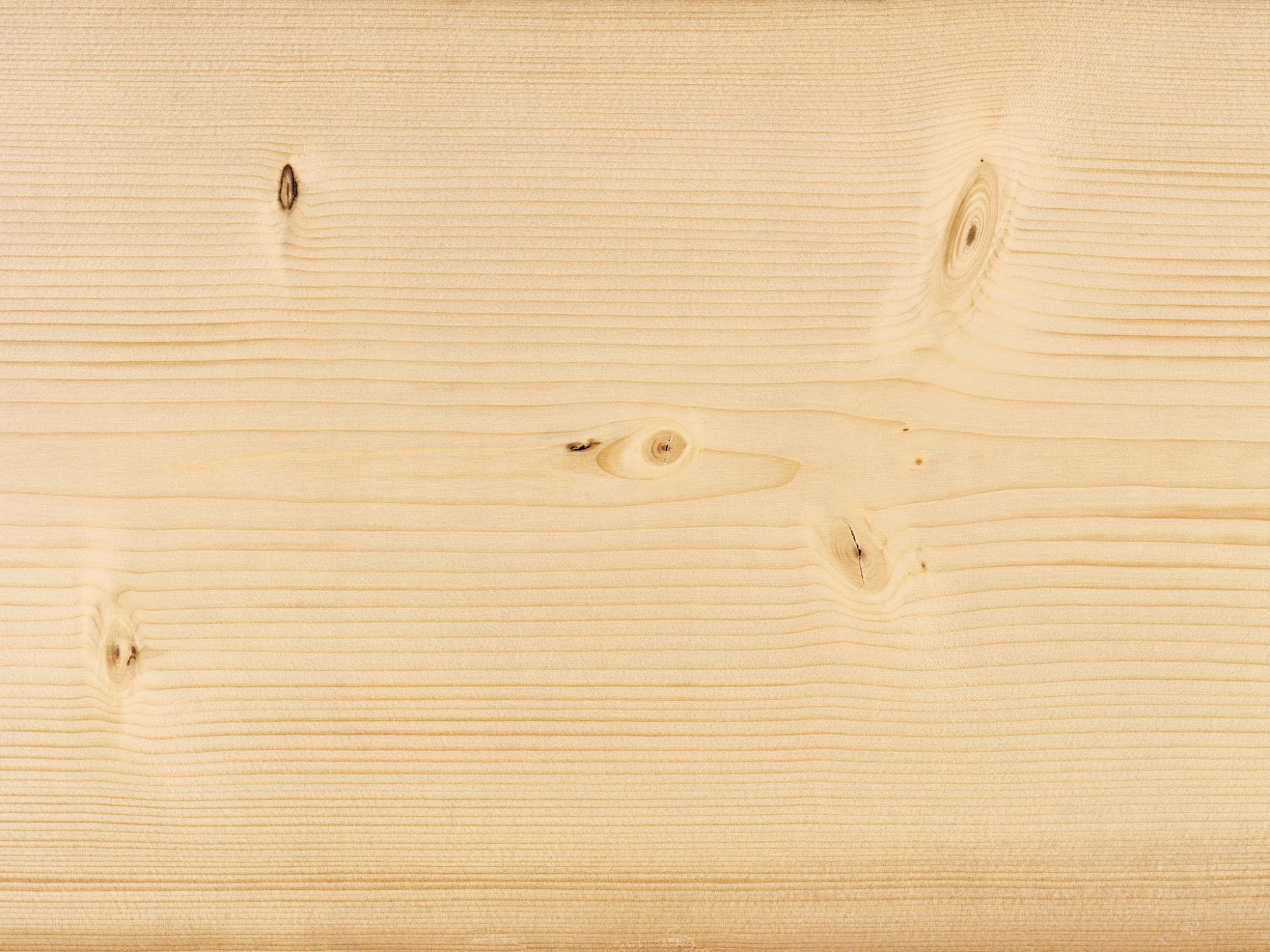 Holzarten und ihre Verbreitung | Holz | Werkstoff Holz | BauNetz Wissen