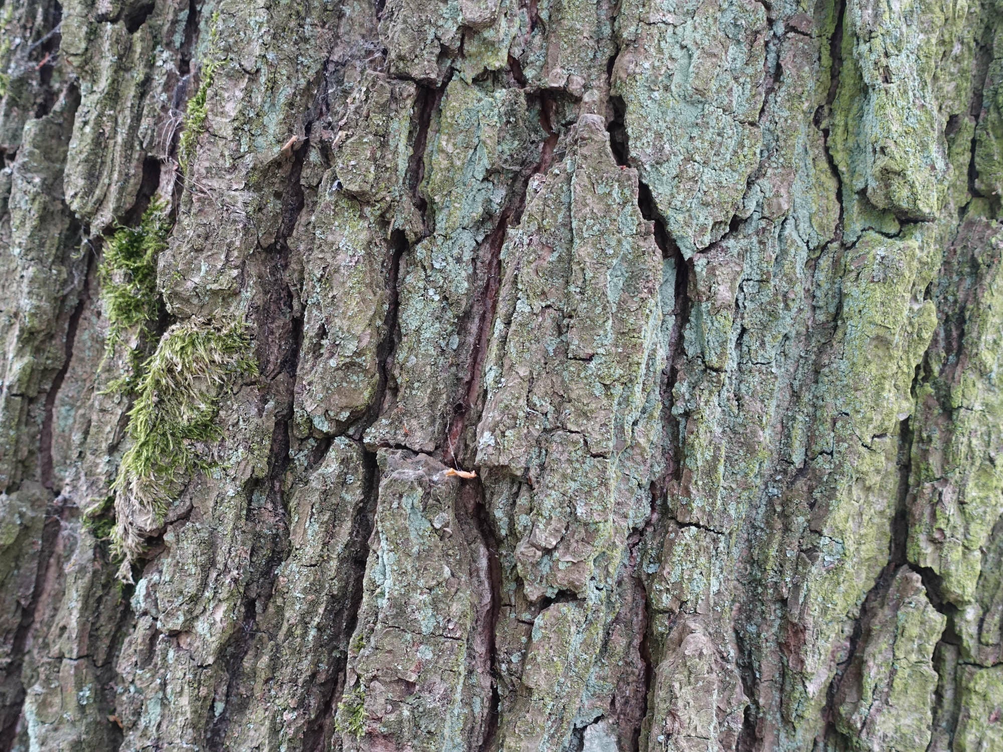 Rinde | Holz | Glossar | BauNetz Wissen