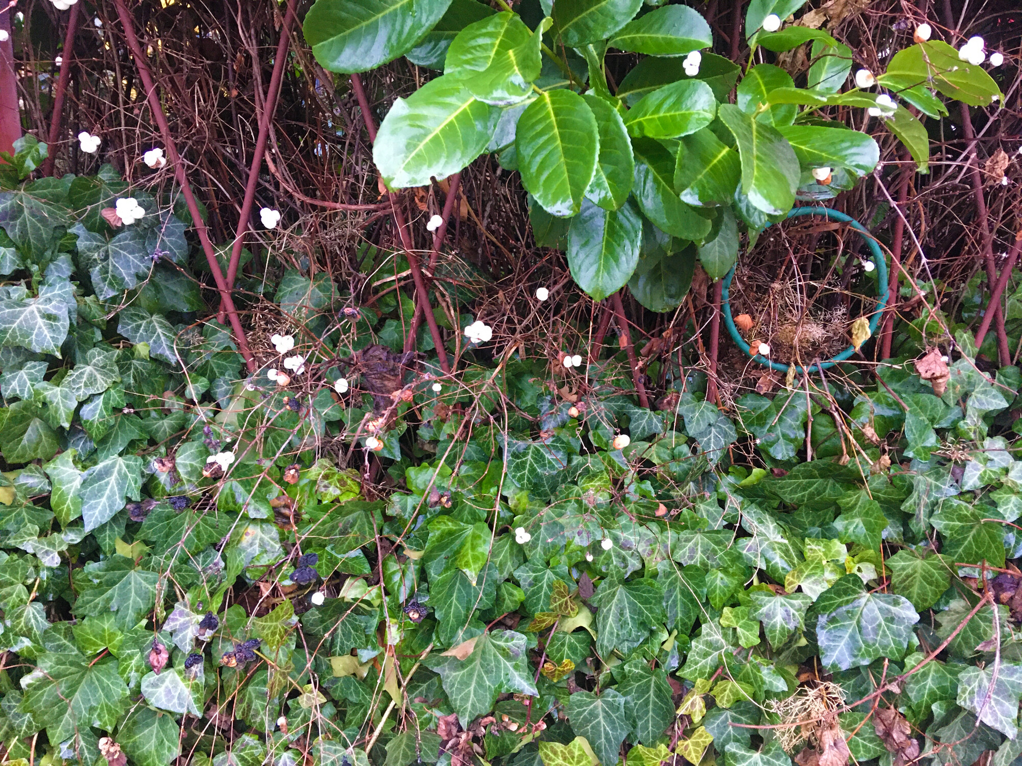 Fensterkorb | Fenster und Türen | Zubehör | BauNetz Wissen