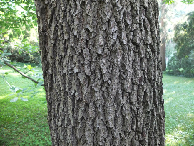 Rinde | Dämmstoffe | Glossar | BauNetz Wissen