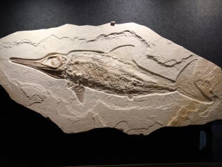 Werkforum und Fossilienmuseum | Beton | Veranstaltungen | BauNetz Wissen