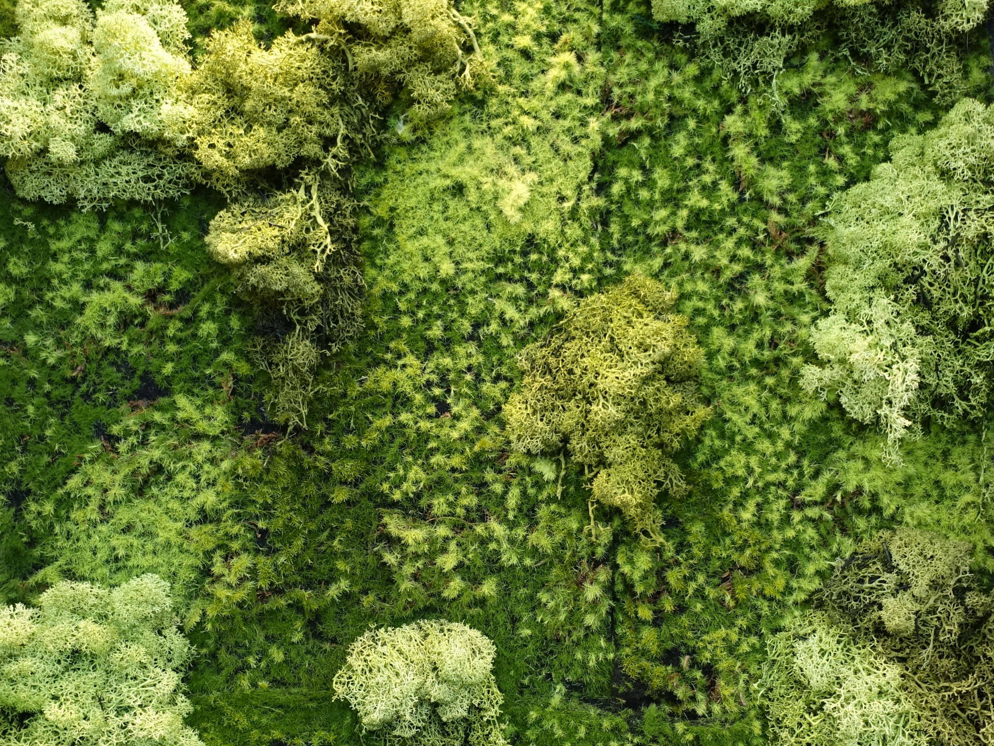 Mooswände | Stadt- und Dachbegrünung | Innenraumbegrünung | BauNetz Wissen