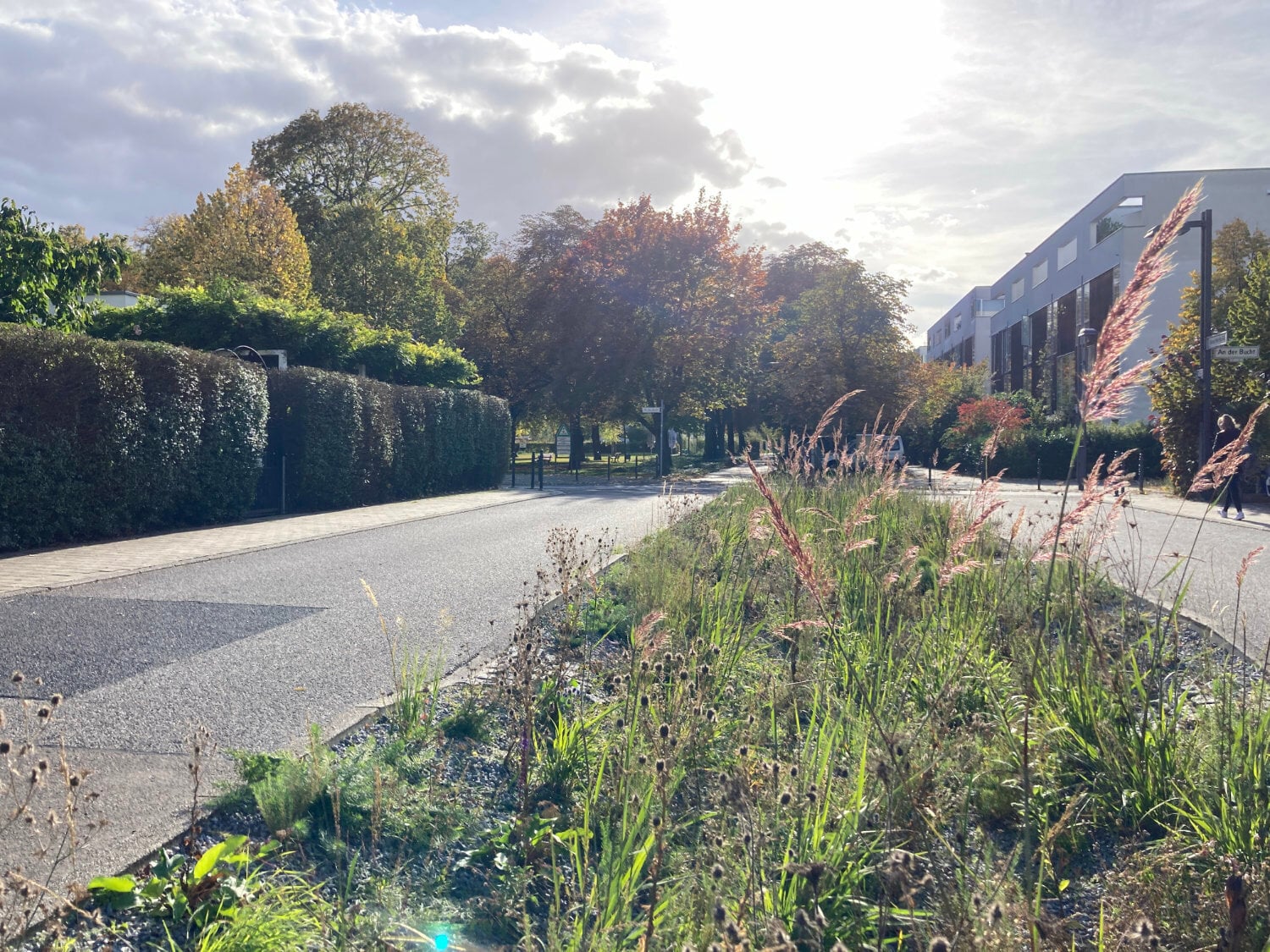 Pflanzen in Versickerungsmulden | Wasserkreislauf | News/Produkte ...