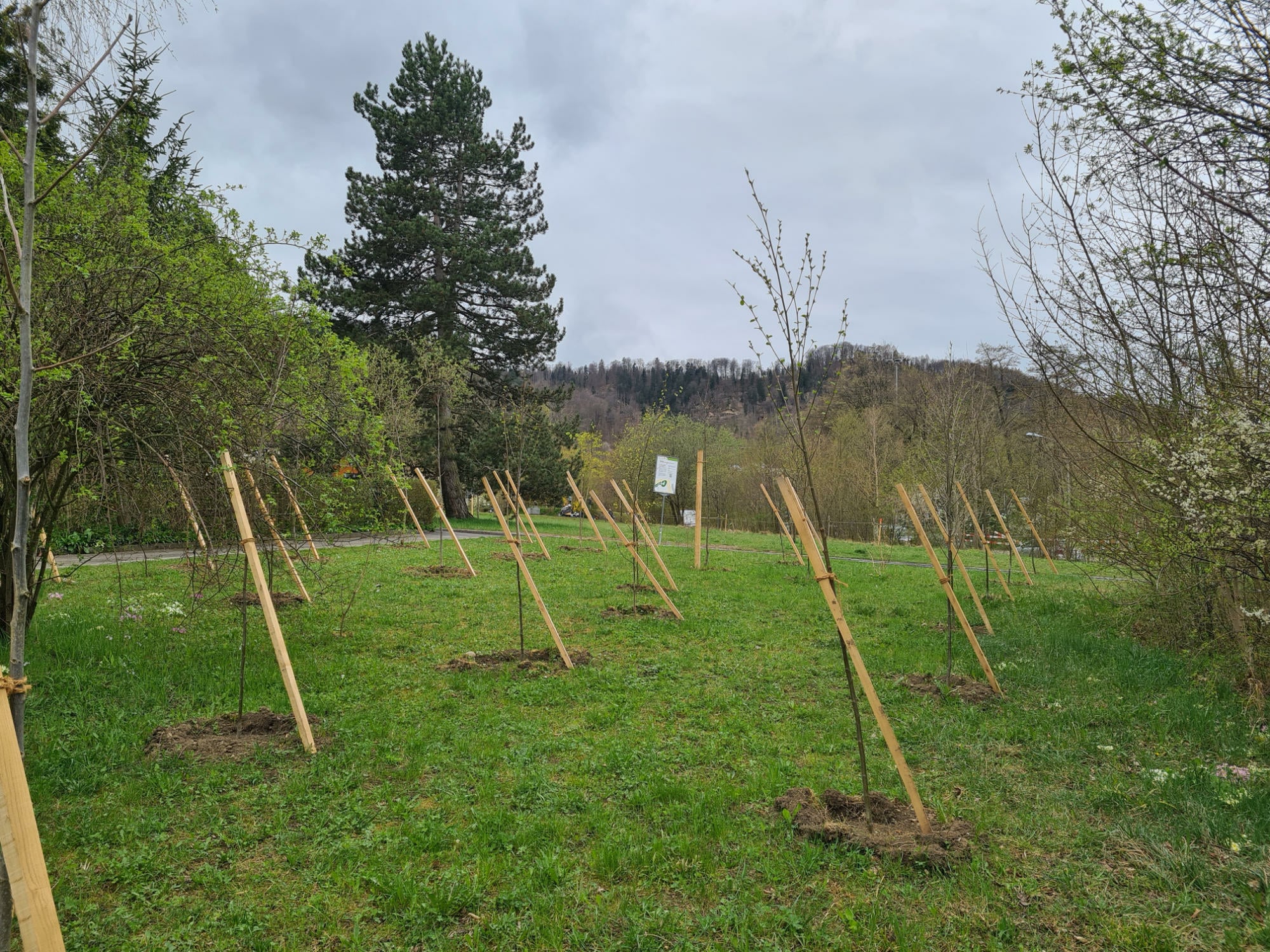 Ruderal- und Pioniervegetation | Stadt- und Dachbegrünung | Urban Green ...