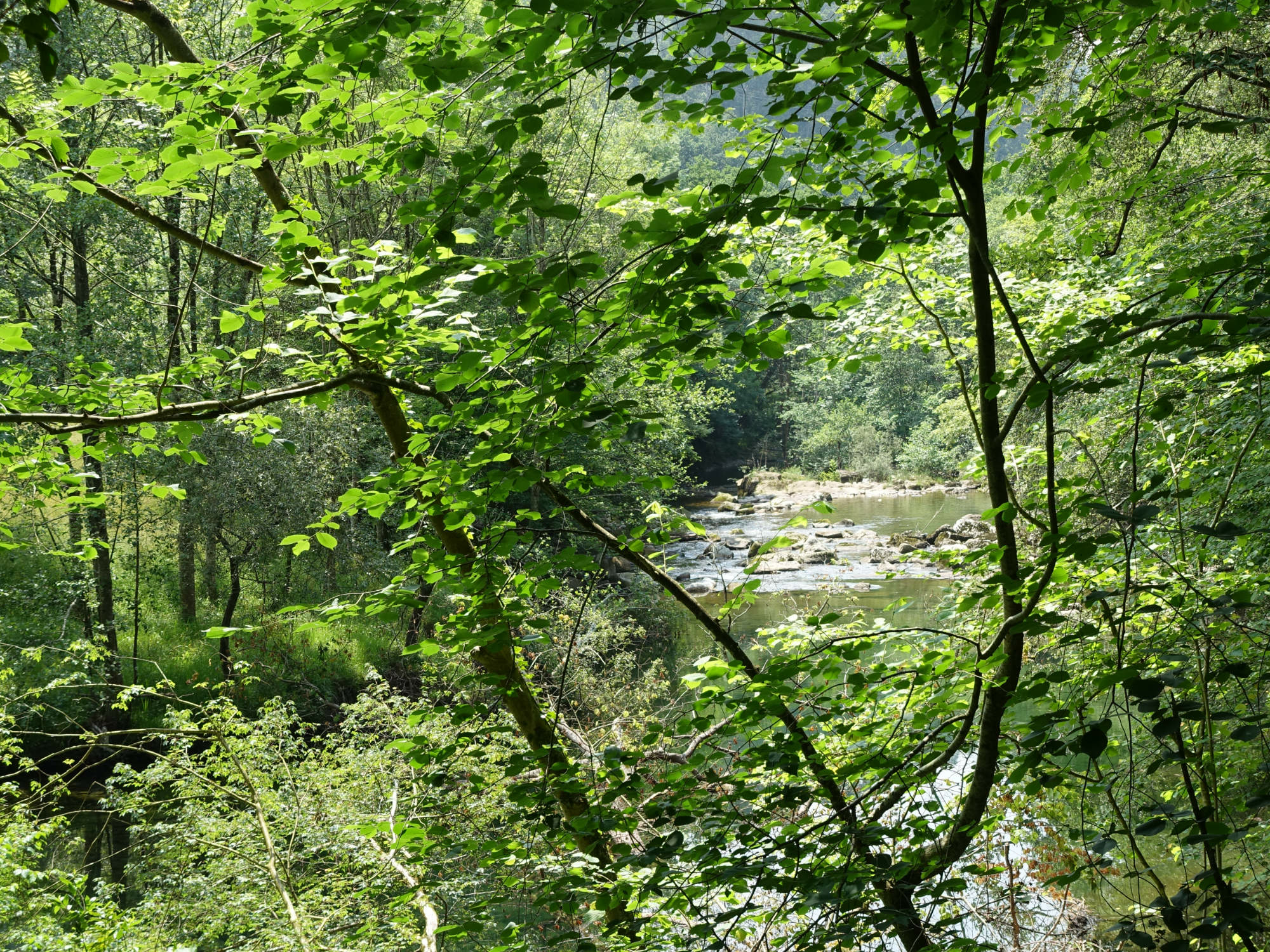 Waldbau für Stadtbäume in Zürich | Stadt- und Dachbegrünung | Urban ...