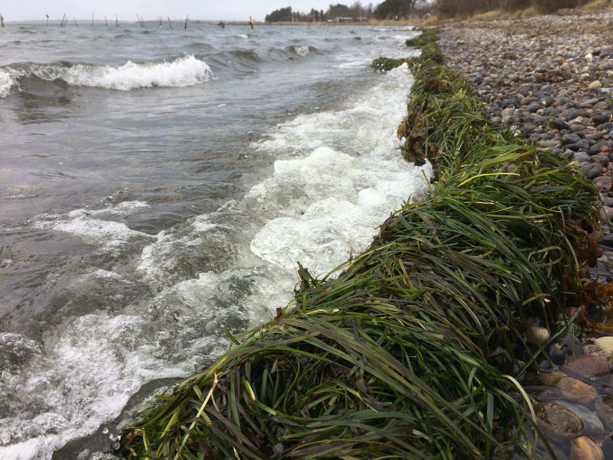 Seegras | Dämmstoffe | Dämmstoffe | BauNetz Wissen
