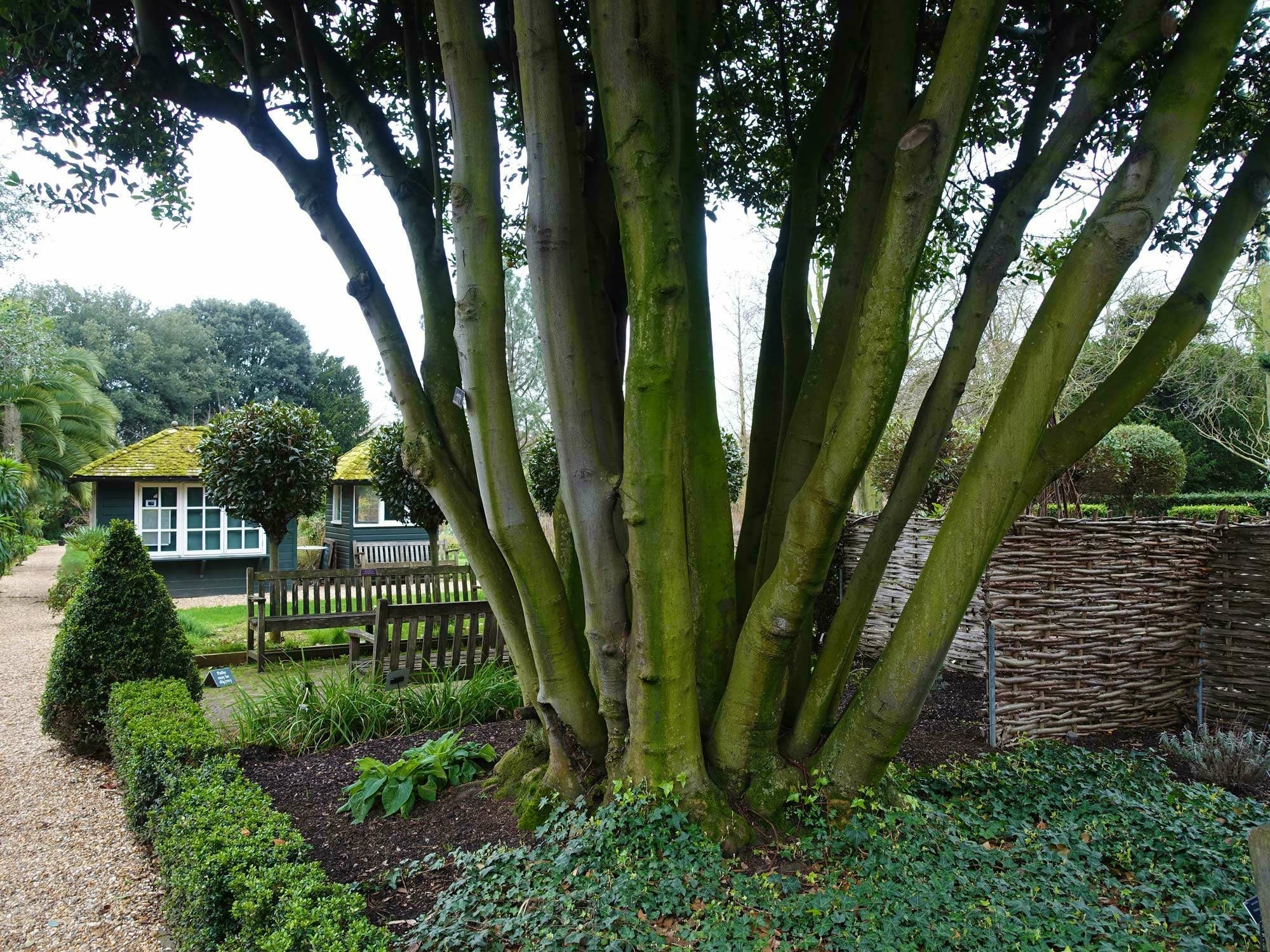 Chelsea Physic Garden, London – Teil 1 | Stadt- und Dachbegrünung ...