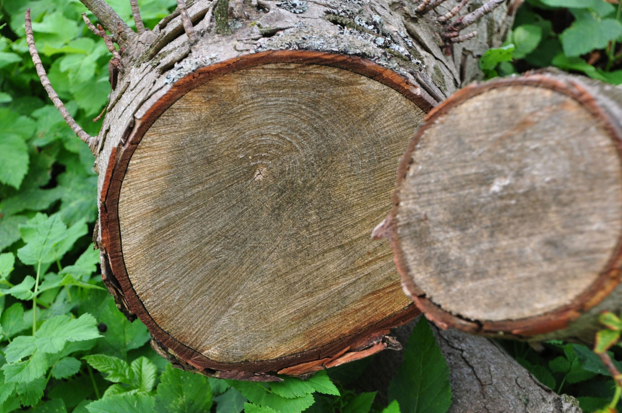 Aufbau und Eigenschaften des Werkstoffes Holz | Holz | Werkstoff Holz ...