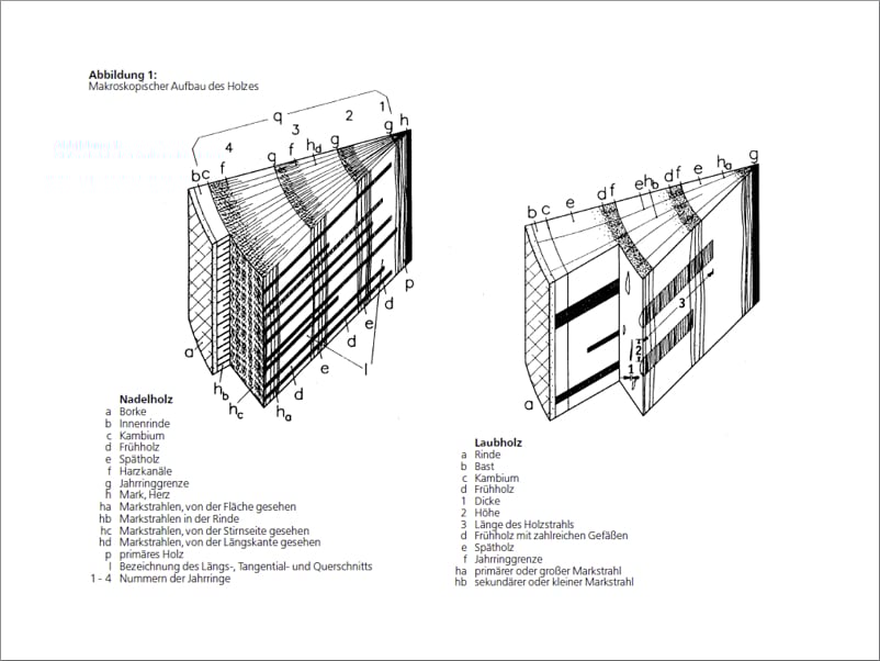 Aufbau und Eigenschaften des Werkstoffes Holz | Holz | Werkstoff Holz ...