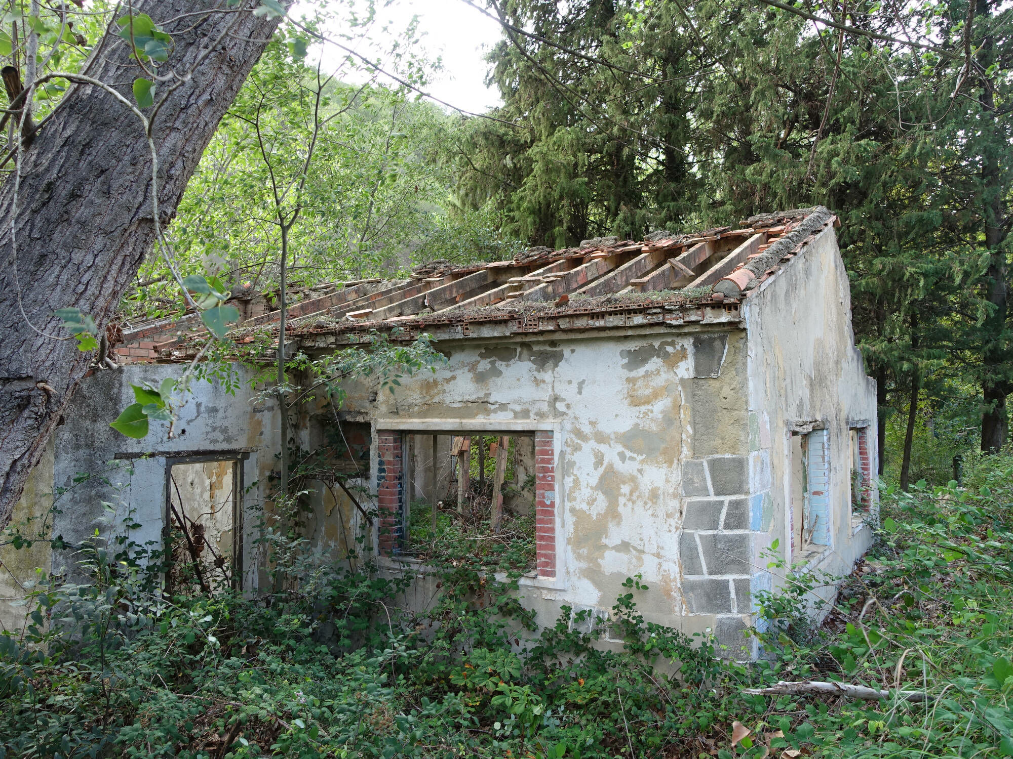 Ruderal- und Pioniervegetation | Stadt- und Dachbegrünung | Urban Green ...