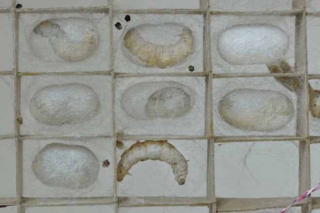 Tierische Fasern: Seide | Boden | _Materialien/Fasern | Baunetz_Wissen