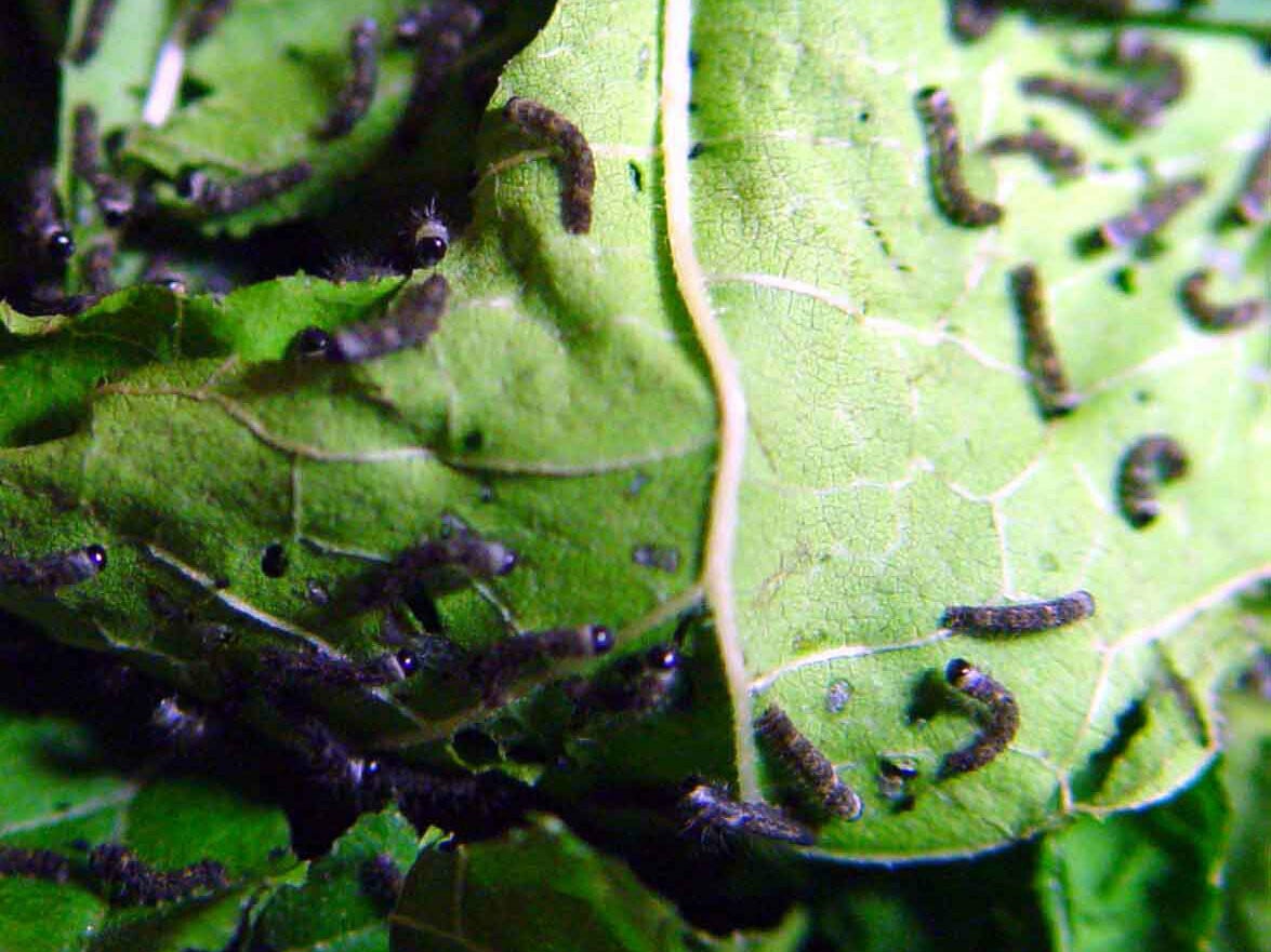 Tierische Fasern: Seide | Boden | _Materialien/Fasern | Baunetz_Wissen