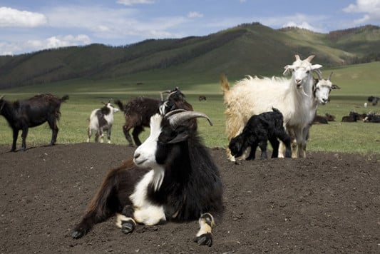 Kaschmirziege | Boden | Glossar | BauNetz Wissen